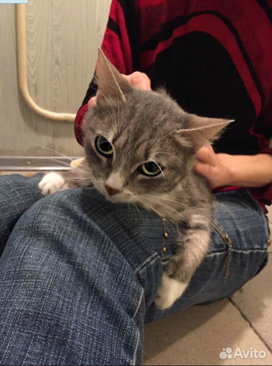 Глаша - кошечка как в рекламе