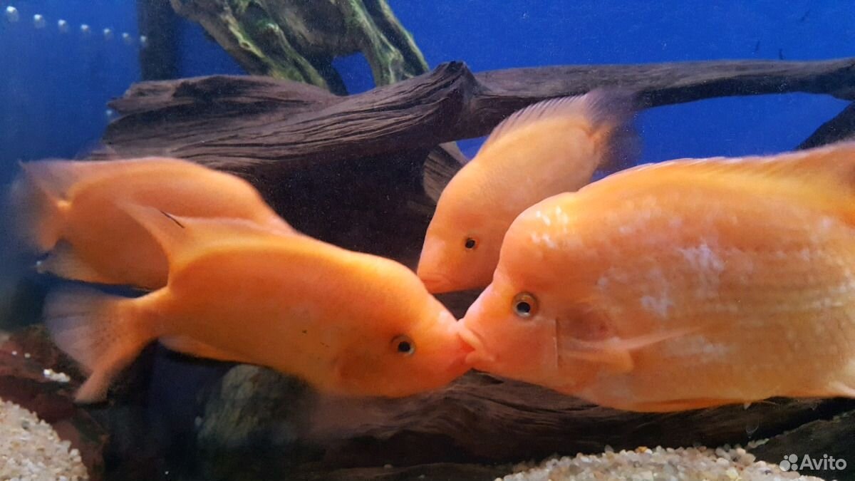 Цитроновая цихлазома