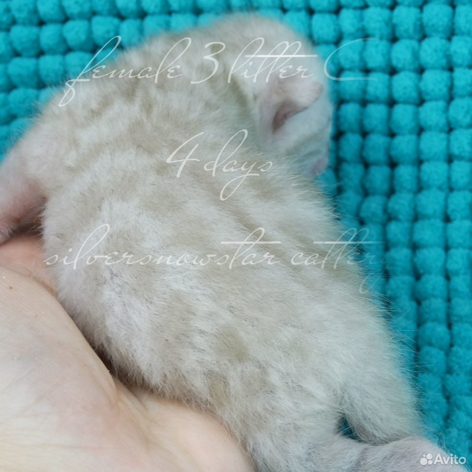 Бенгальские малыши редких окрасов