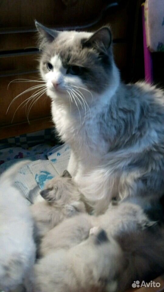 Классные детки рэгдолл