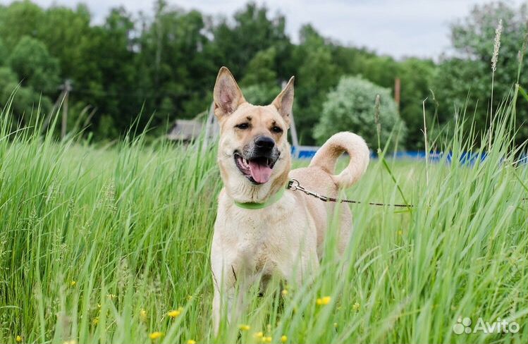 Собака в добрые руки