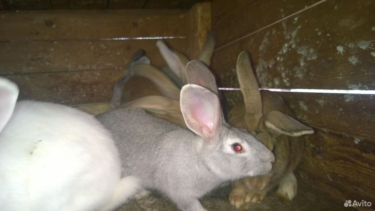 Крольчиха и крол