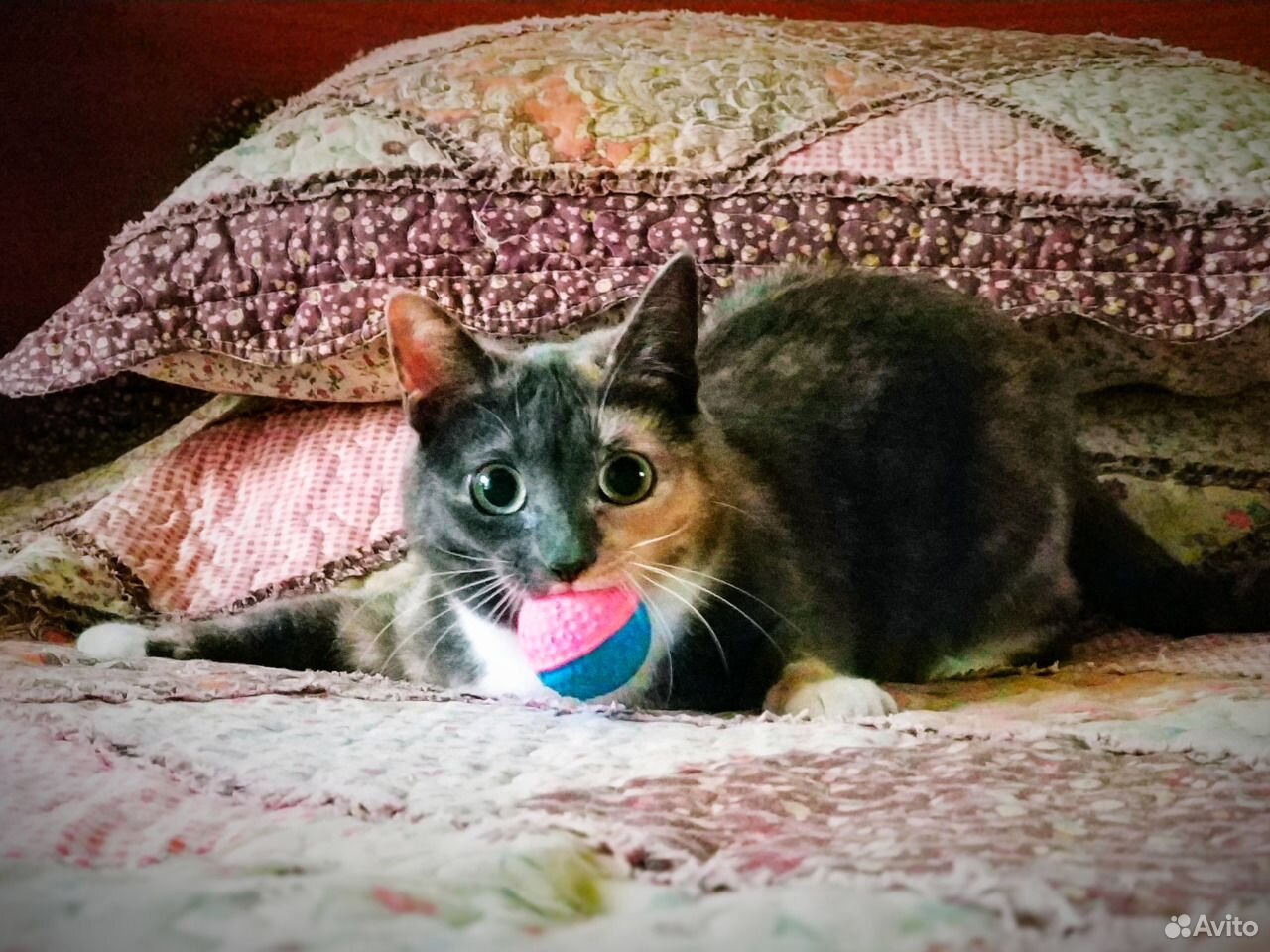 Кошка Матильда ищет хозяев