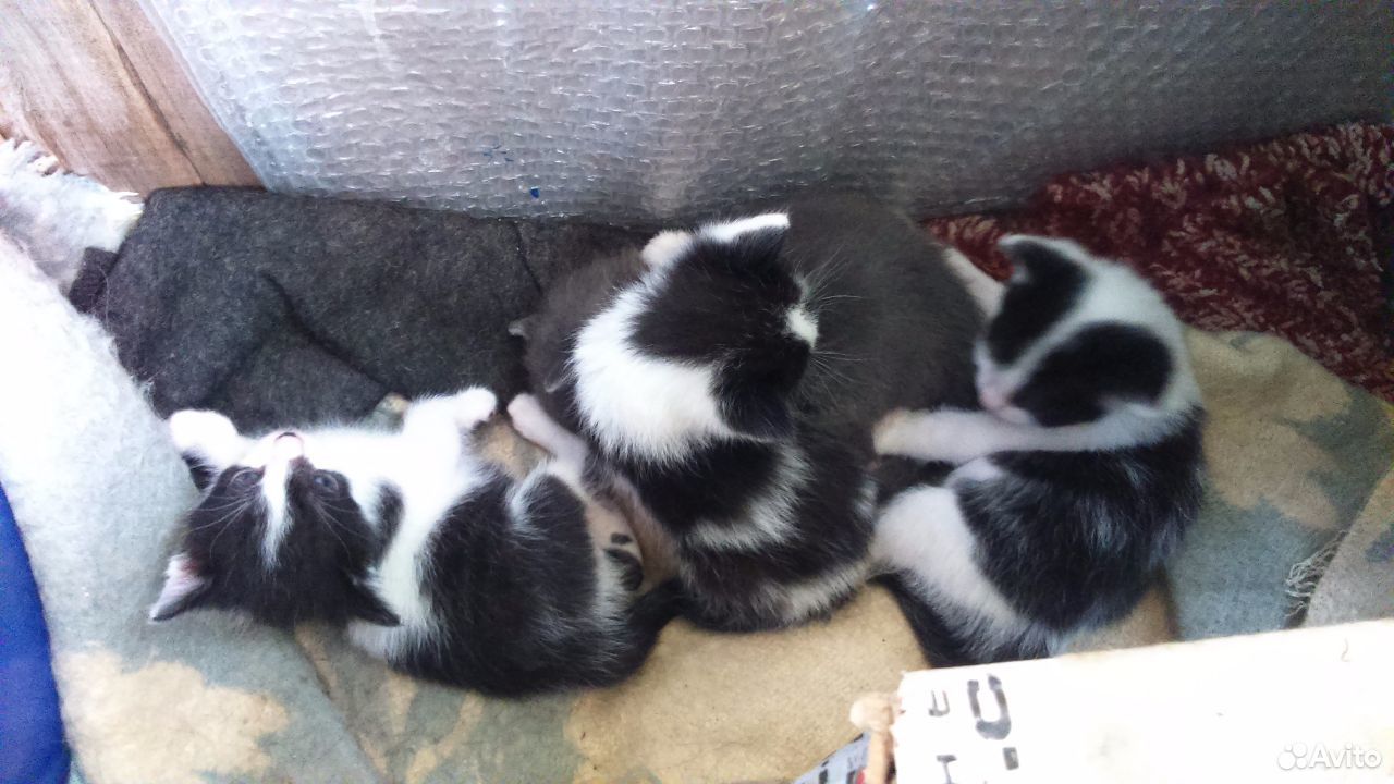 Котята панды