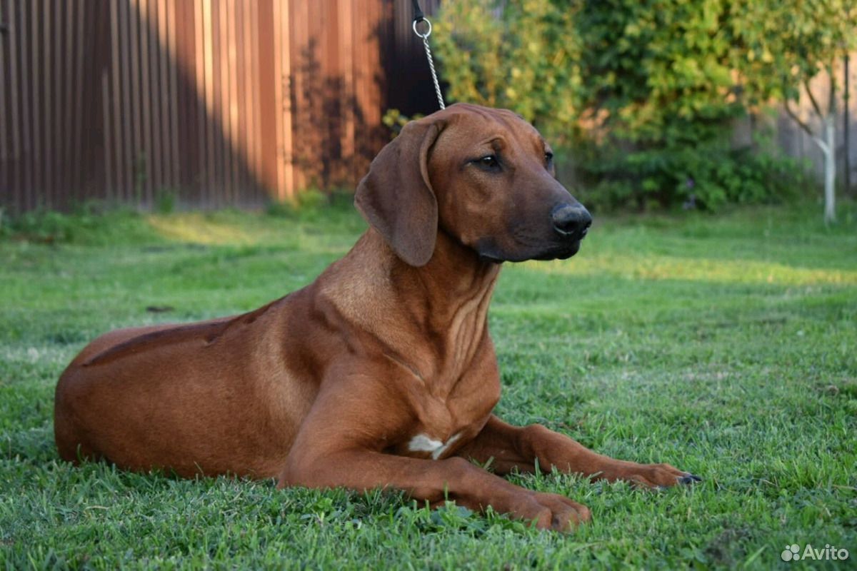 Девочка родезийского риджбека