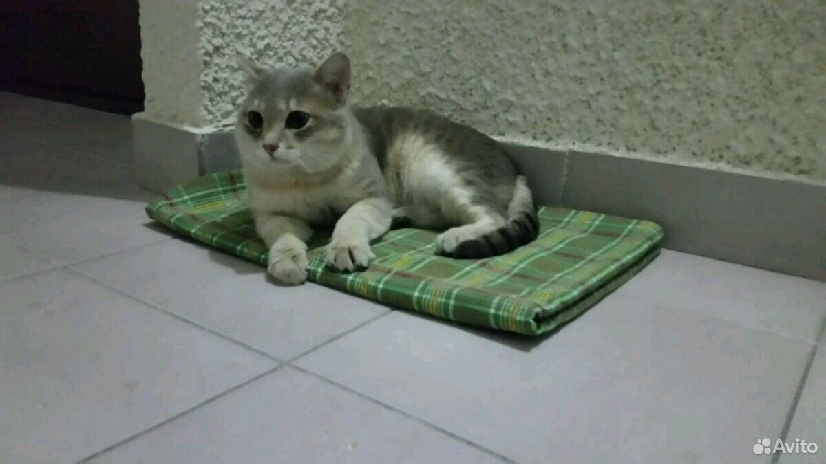 Милый кот в дар