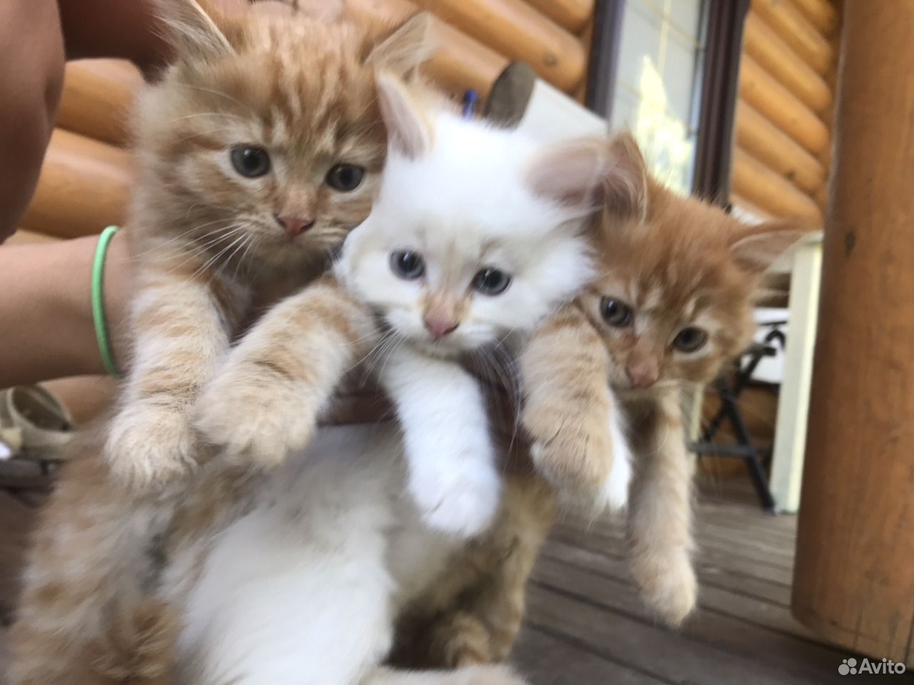 Пушистые котята