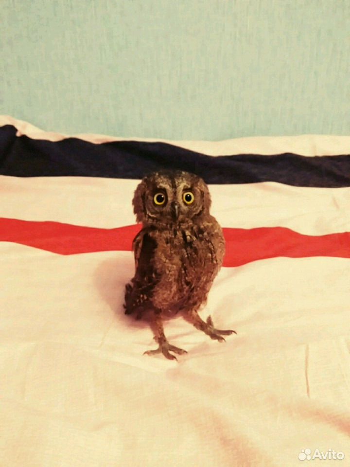 Сова