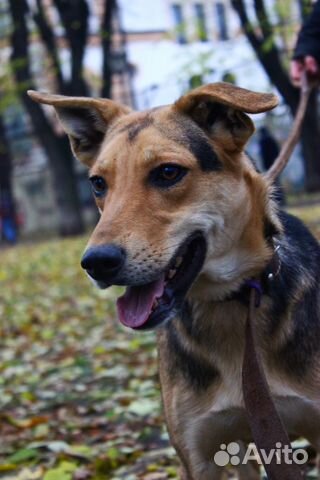 Резвый и активный Бемби ищет дом