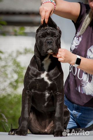 Сука в кобелином типе 9 месяцев