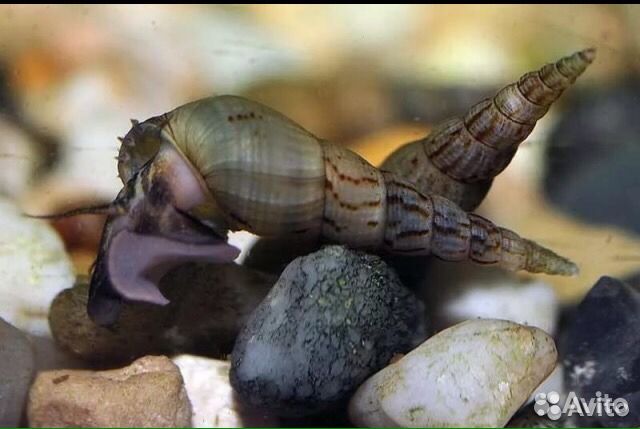 Грунтовые улитки мелания по 10 шт