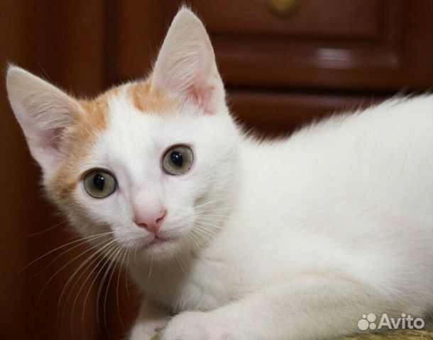 Беленькая кошечка в хорошие руки