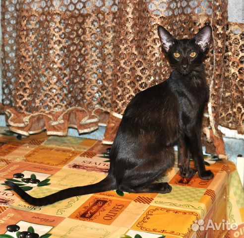 Ориентальная кошечка шоколадного окраса, 8,5 мес