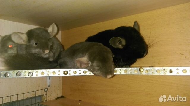 Домашний питомник цветных шиншилл