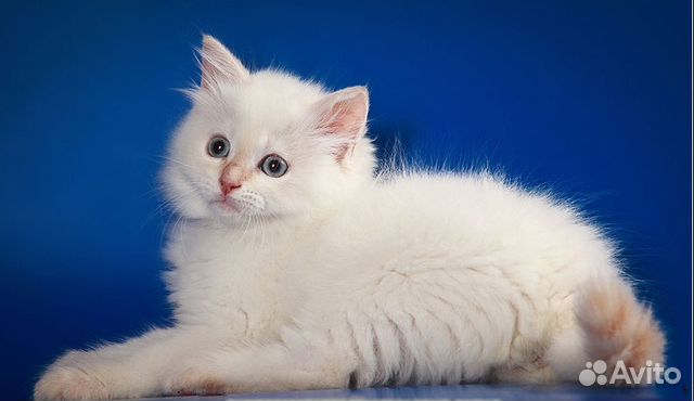 Потрясные Невские к праздникам