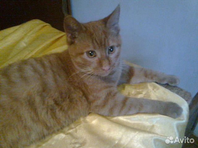 Замечательные котята ищут заботливых хозяев