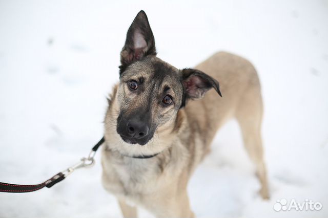 В хорошие руки умный пес