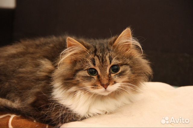 Пушистый подросток в добрые руки