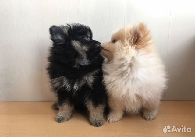 Шпицы красавцы мальчики