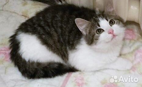 Котик и кошечка ищут дом