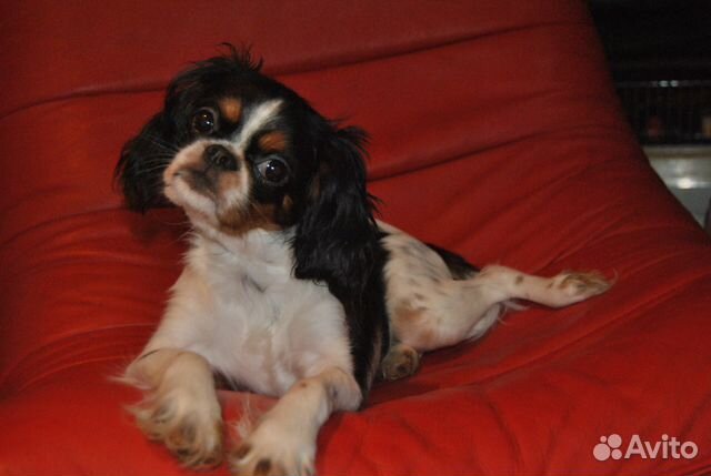 Подрощенная девочка кингушка