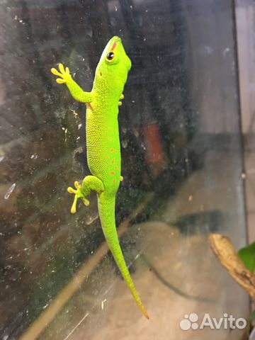 Мадагаскарская фельзума