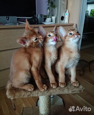 Абиссинские котята