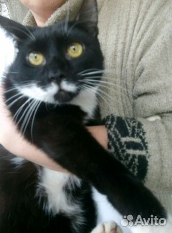 Котик, 10 мес