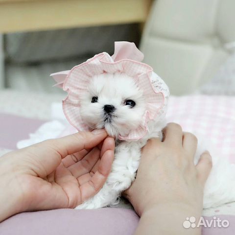 Мальтезе супер болонка мини девочка