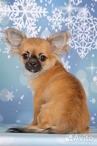 Эксклюзив чихуахуа девочки