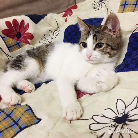 Маленький трогательный котик в дар