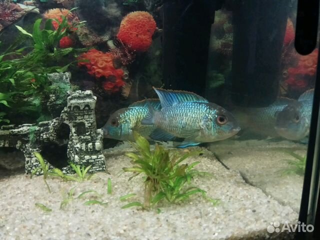 Продам пару неоновых Наннокар