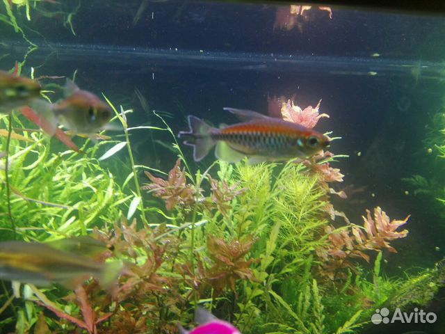 Рыбка Конго