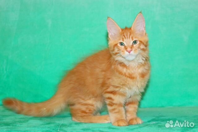 Огромный мальчишка, красный тигр