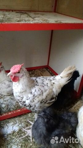 Петухи породы Пушкинская и Китайская шелковистая