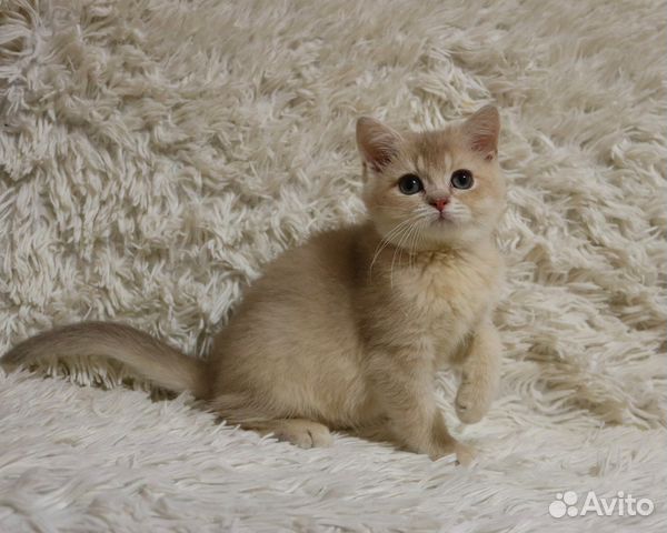 Лиловая золотая кошка скоттиш-страйт