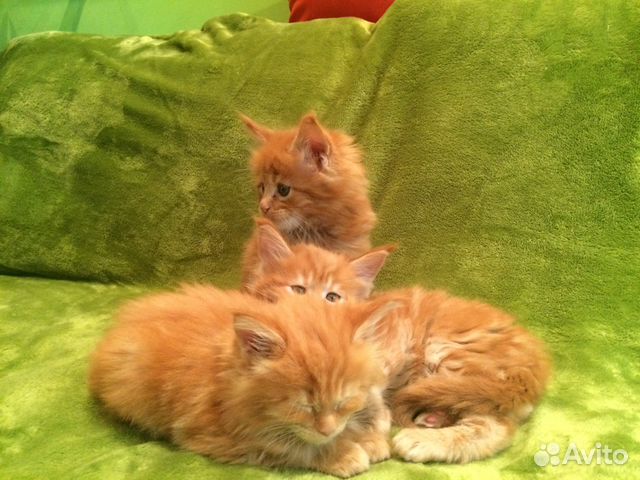 Кто забыл купить котенка