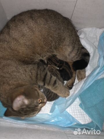 Шотландские котята бронь