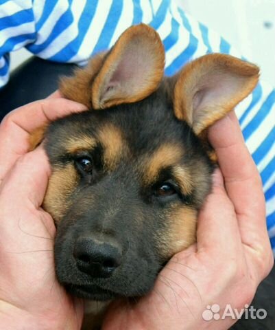 Босс ищет дом