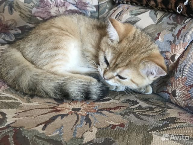 Котёнок британской кошки