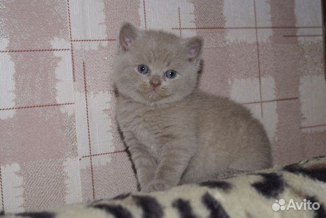 Шотландские котята