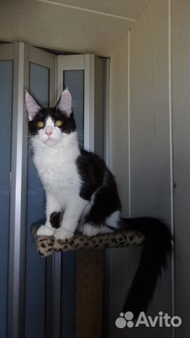 Мейн кун кошка 5месяцев