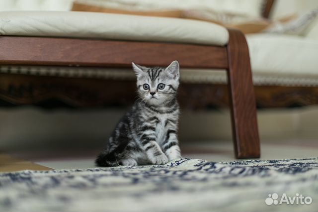 Котята Шотландские прямоухие
