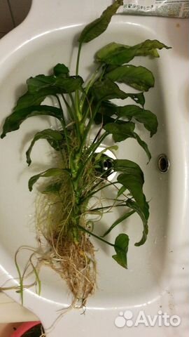 Продам/поменяю растения