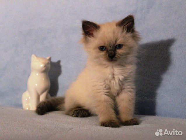 Чистопородные мартовские котики