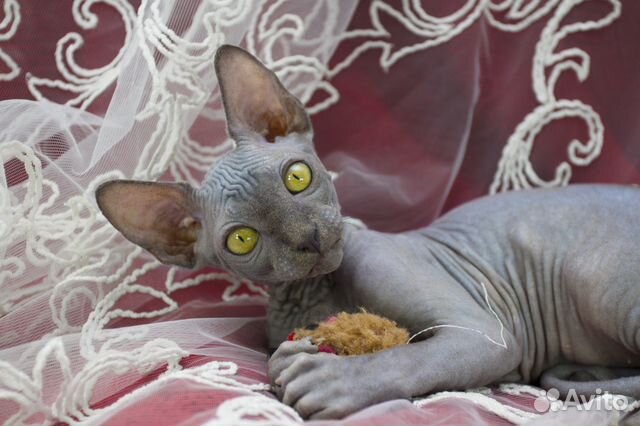 Котенок канадского сфинкса (мальчик)
