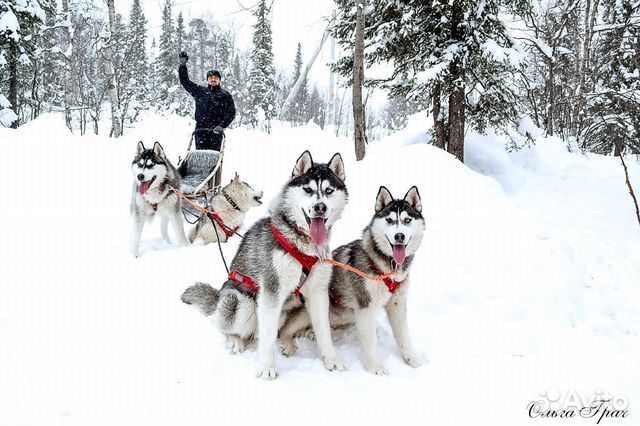 Продаются взрослые сибирские хаски
