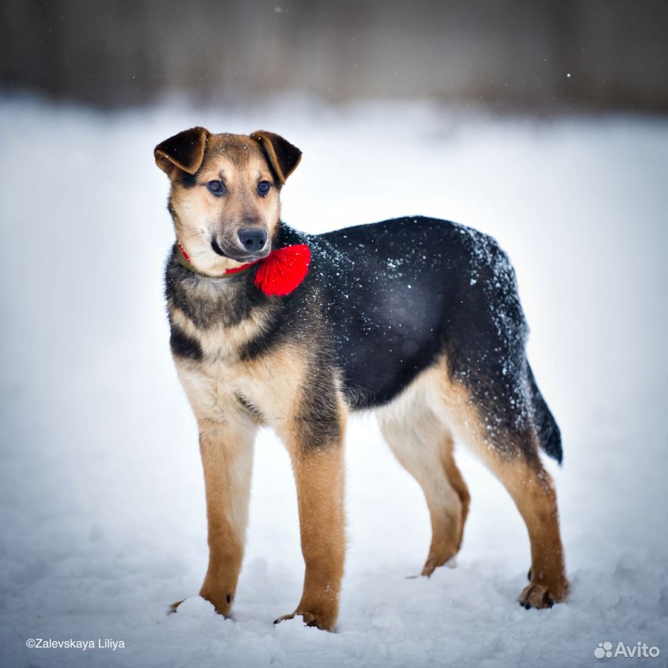 Нежный ласковый скромный мальчик из приюта
