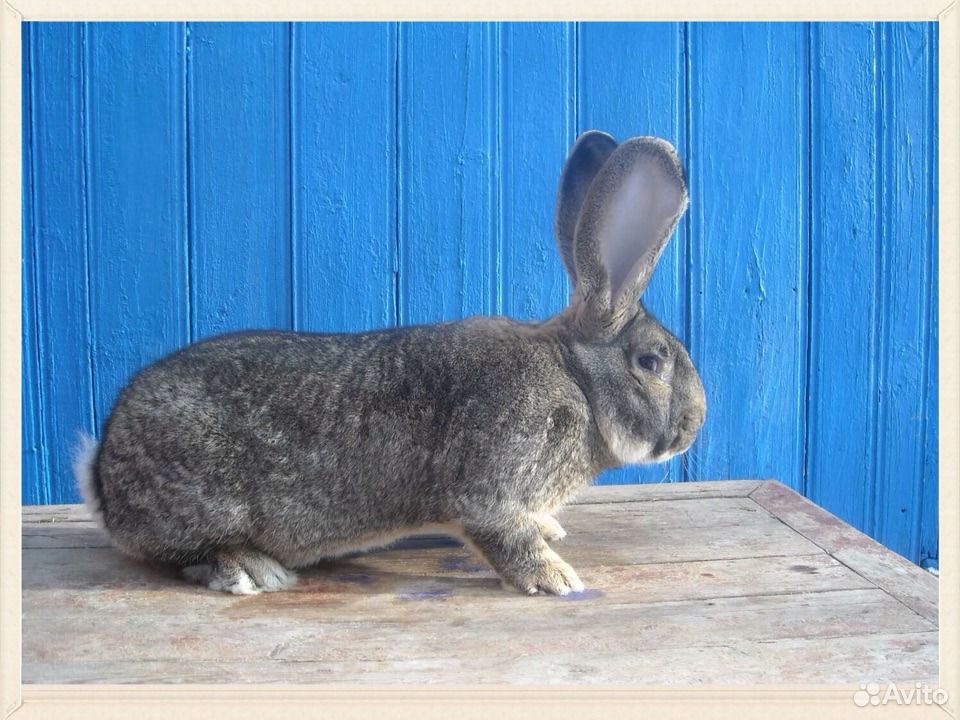 Кролики - великаны. Чистоплемённые. Разные цвета