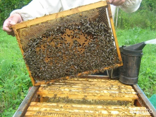 Продам пчелосемьи (дадан)